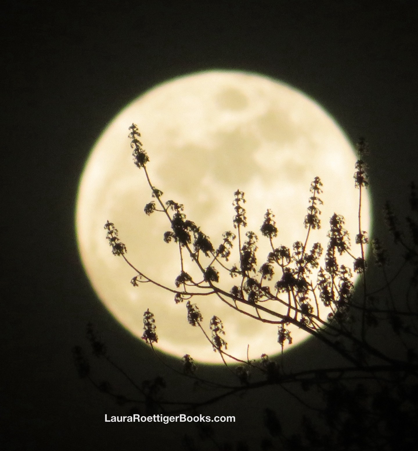 Haiku Saturday 4/4/26 – Laura Roettiger Books